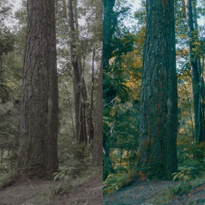 Rain Forest Lut's Pack, Cinematic Color Grading Nature, CUBE File for ...