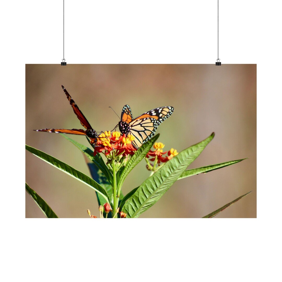 Monarch Butterfly Art Print, Floral Nature Wall Hanging, Home Office ...