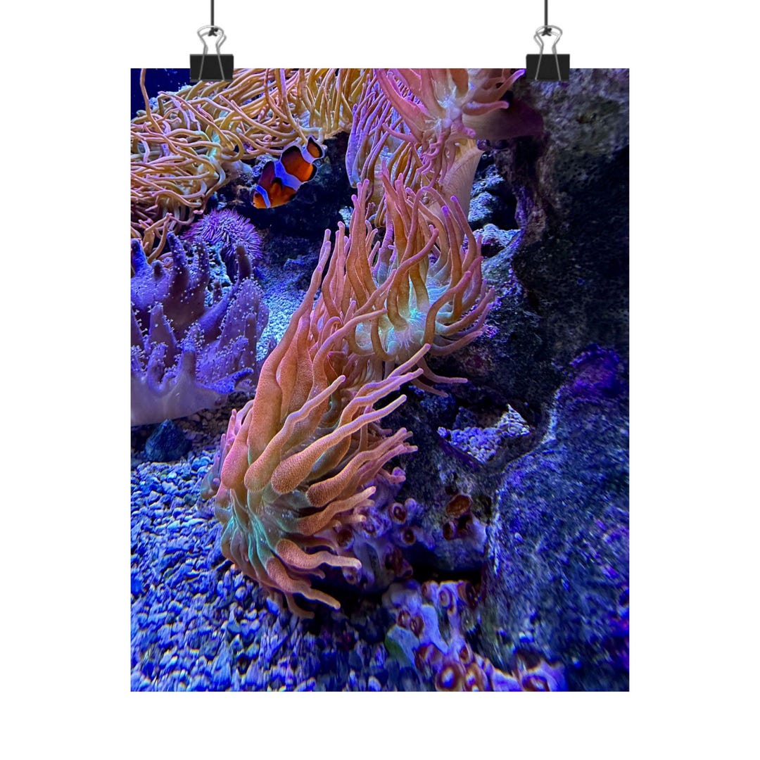 Vibrant Coral Reef Matte Vertical Posters, Underwater Wall Art, Ocean ...