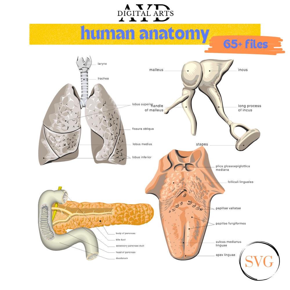 Human Anatomy Png, Human Body, Science Clipart, Anatomy, Anatomy ...
