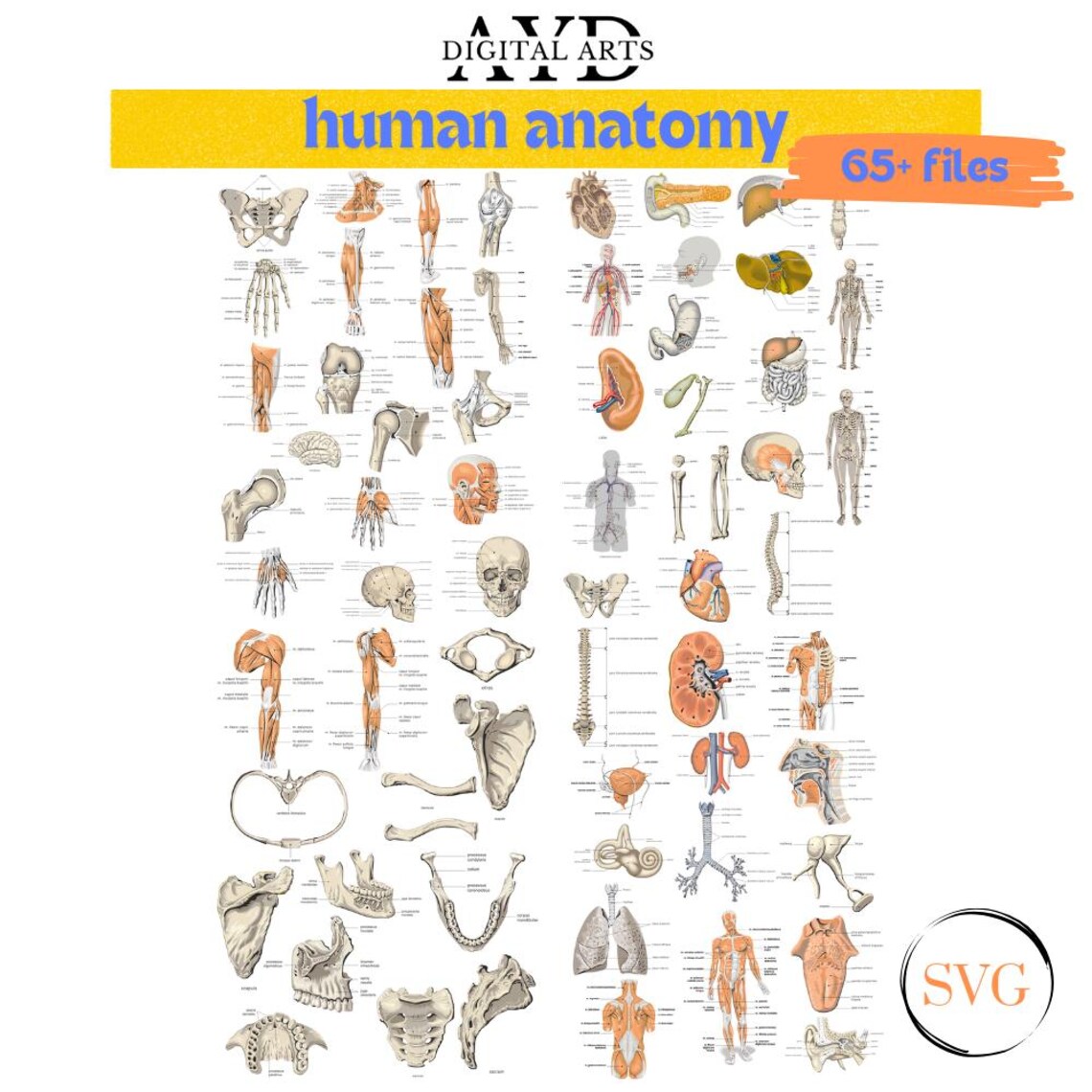 Human Anatomy Png, Human Body, Science Clipart, Anatomy, Anatomy ...