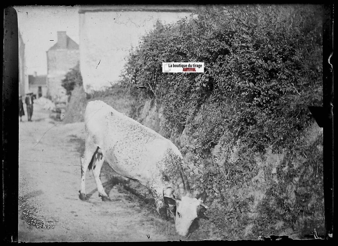Cow, Village, France, Old Photo Glass Plate, Black & White Negative 6x9 ...