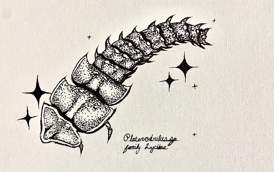 Trilobite Beetle on Canvas - Etsy