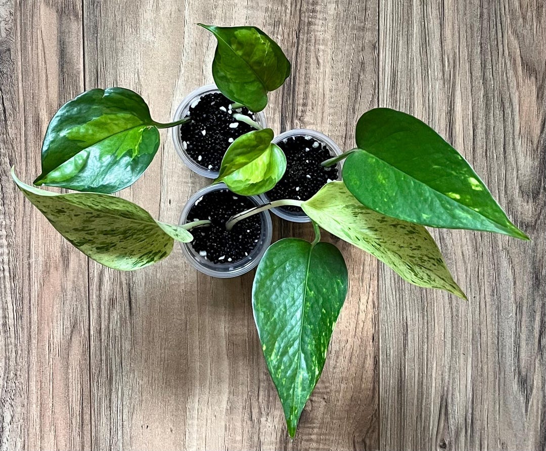 Pothos Bundle: Golden Pothos, Global Green Pothos. Marble Pothos - Etsy