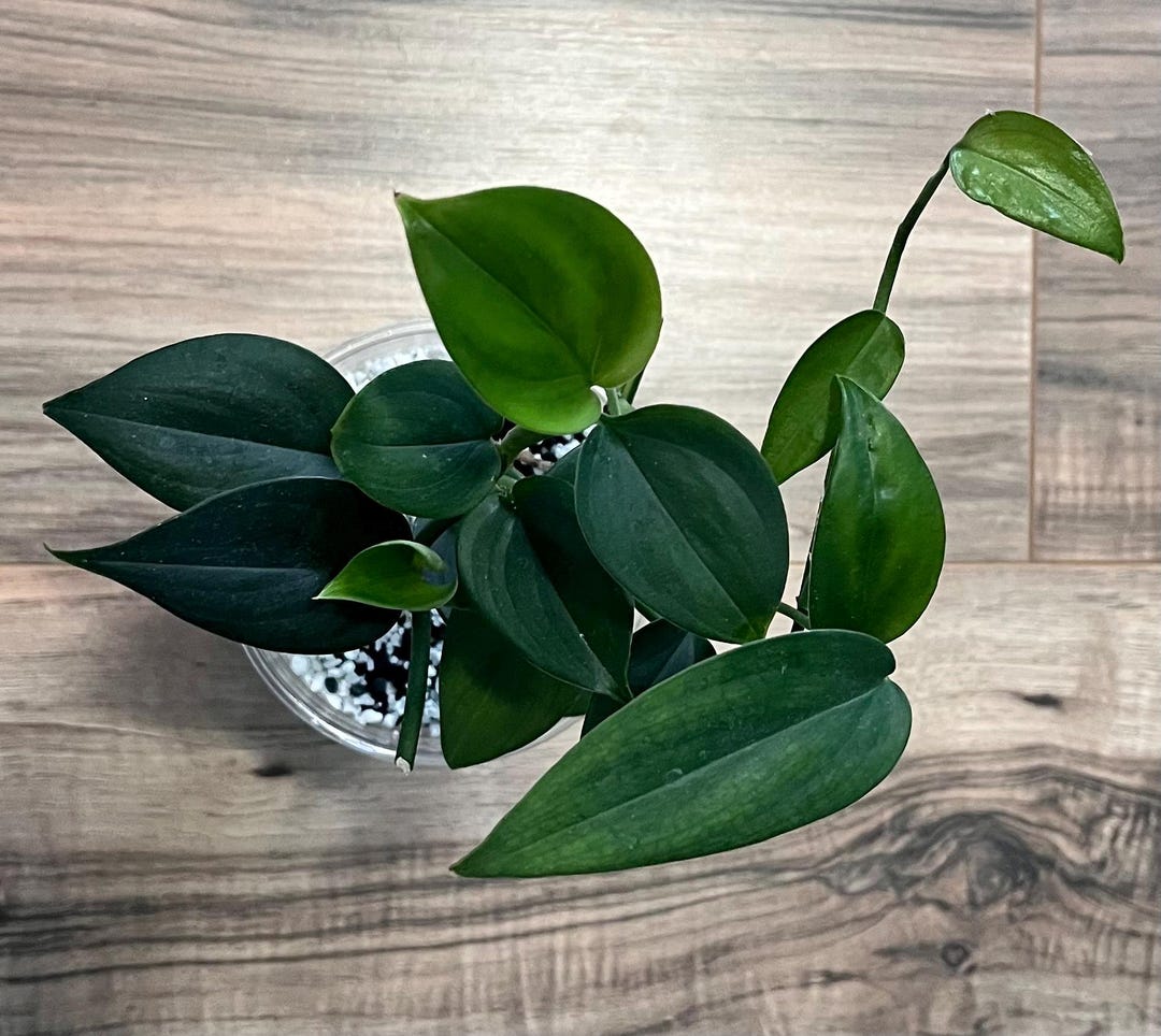 Scindapsus Hederaceus (multiple Plants in Cup) - Etsy