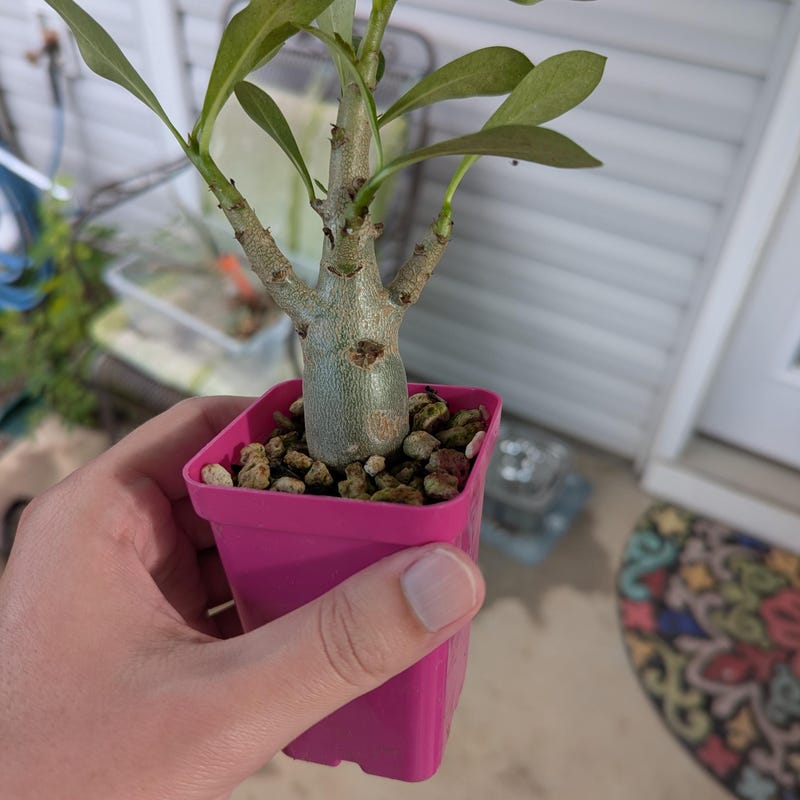 Adenium Arabicum - Etsy