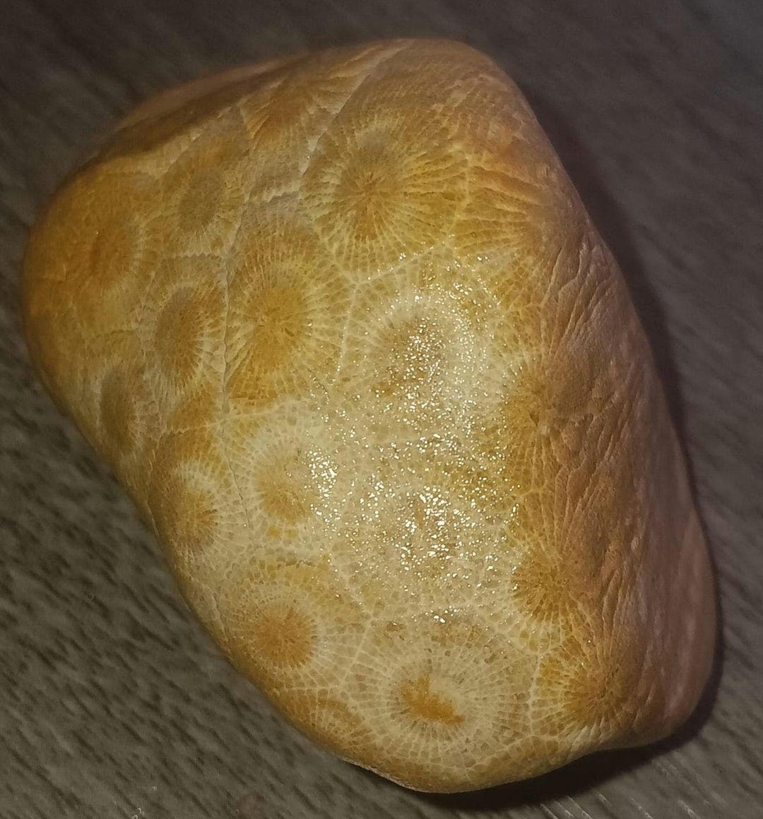 Rare Sunset Petoskey Stone a 350 Million Years Old Coral Fossil Found ...
