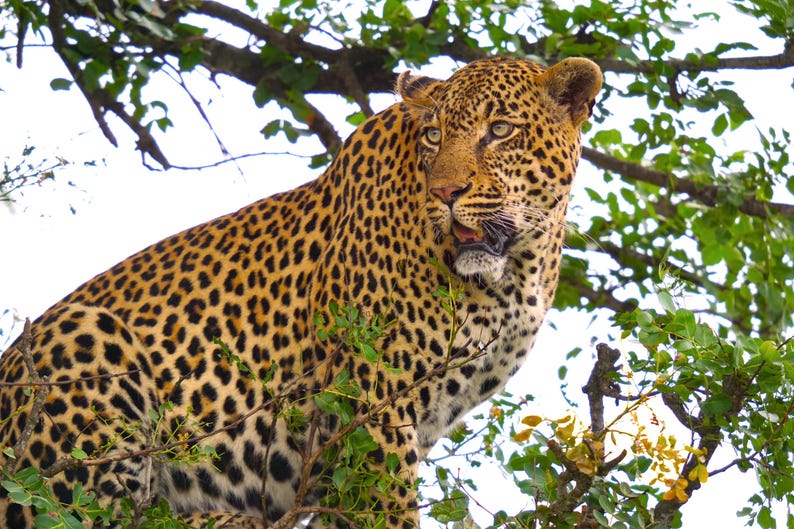 Leopard in Tree Acrylic Print – African Safari Wildlife Wall Art - Etsy