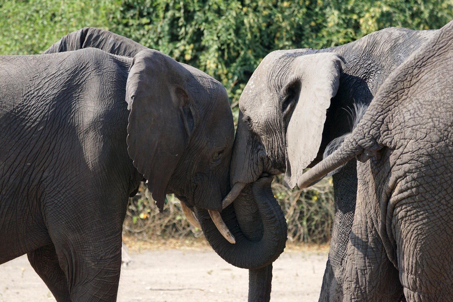Embracing Elephants Acrylic Print – Emotional African Wildlife Photo - Etsy