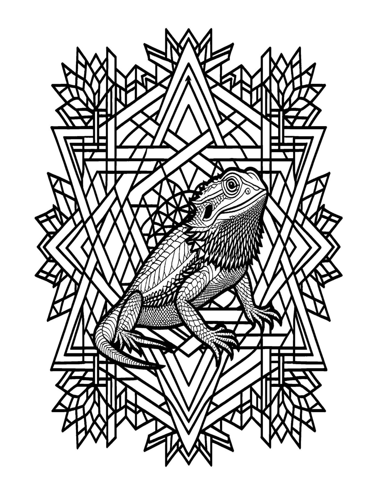 Bearded Dragon Coloring Pages - Etsy