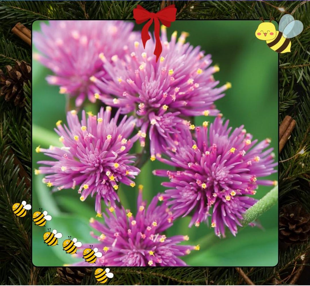 Fireworks Gomphrena Seeds 30 High-quality Seeds for Vibrant, Colorful ...