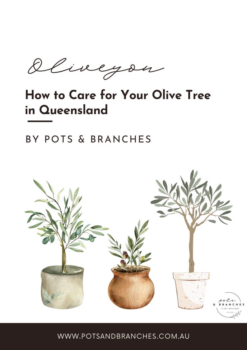 Oliveyou - How to Care for Your for Olive Tree in Queensland - Etsy