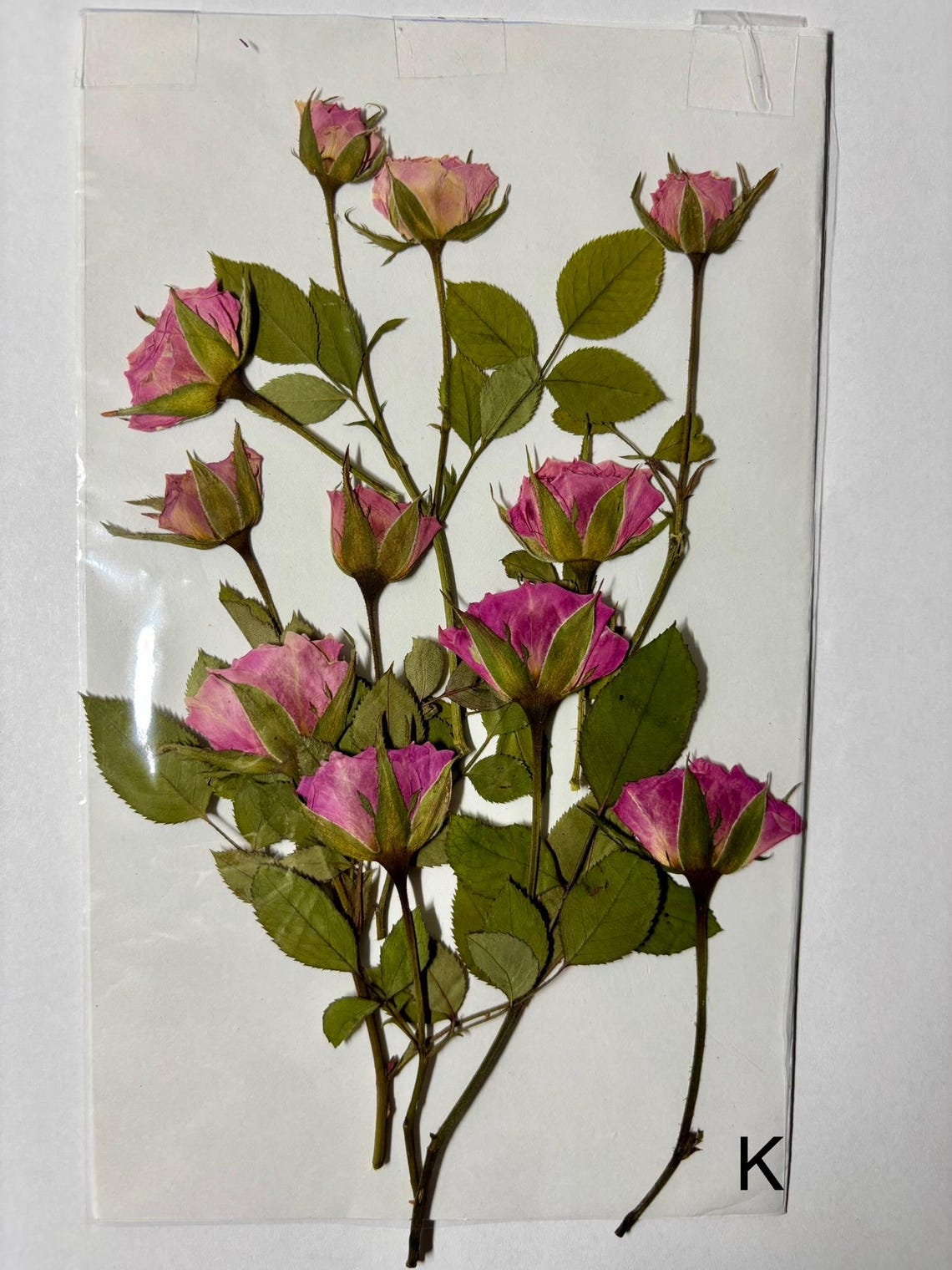 Assorted Dried Flowers, Real Pressed Flowers, Preserved Plants for Art ...