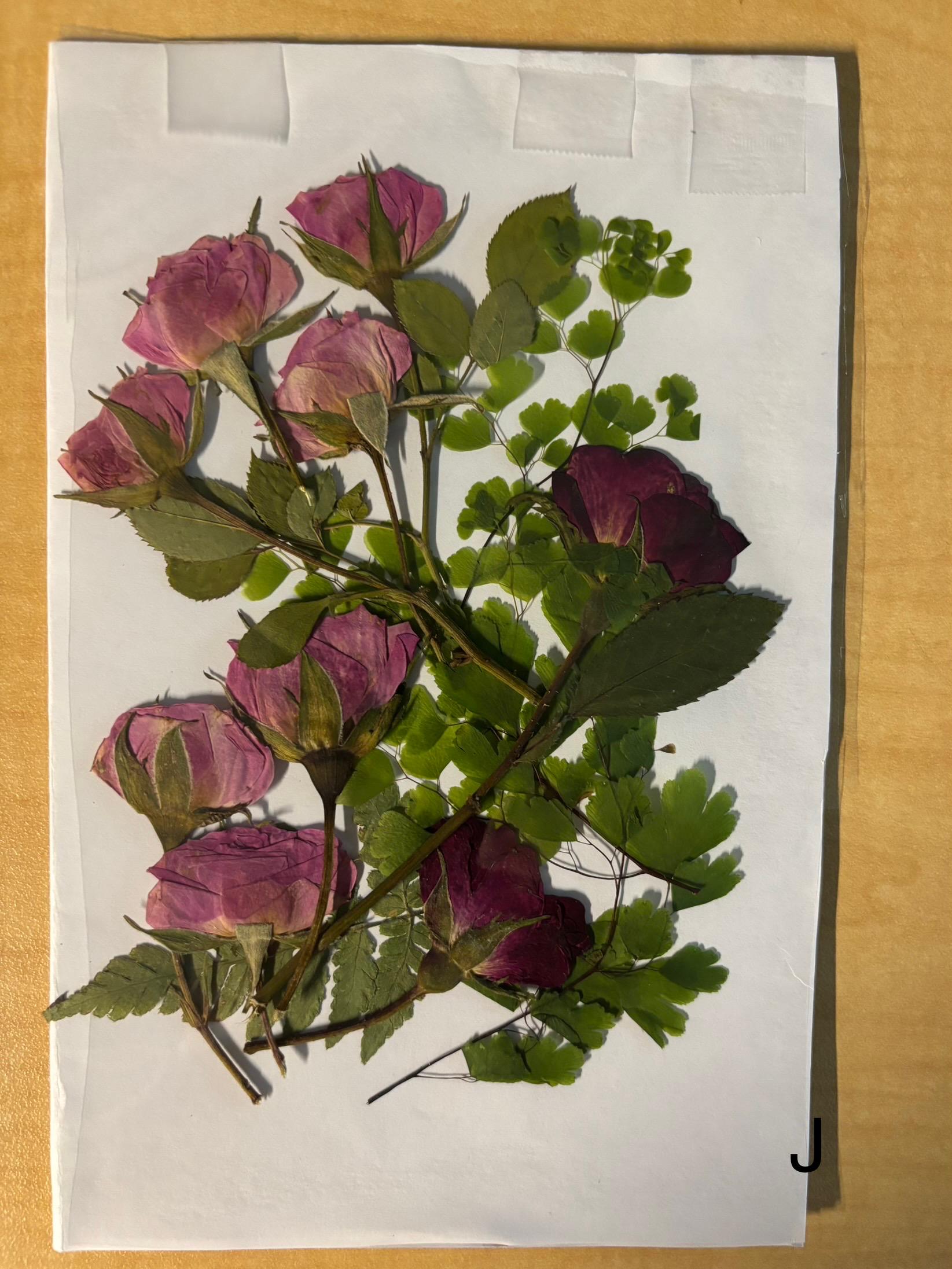 Assorted Dried Flowers, Real Pressed Flowers, Preserved Plants for Art ...