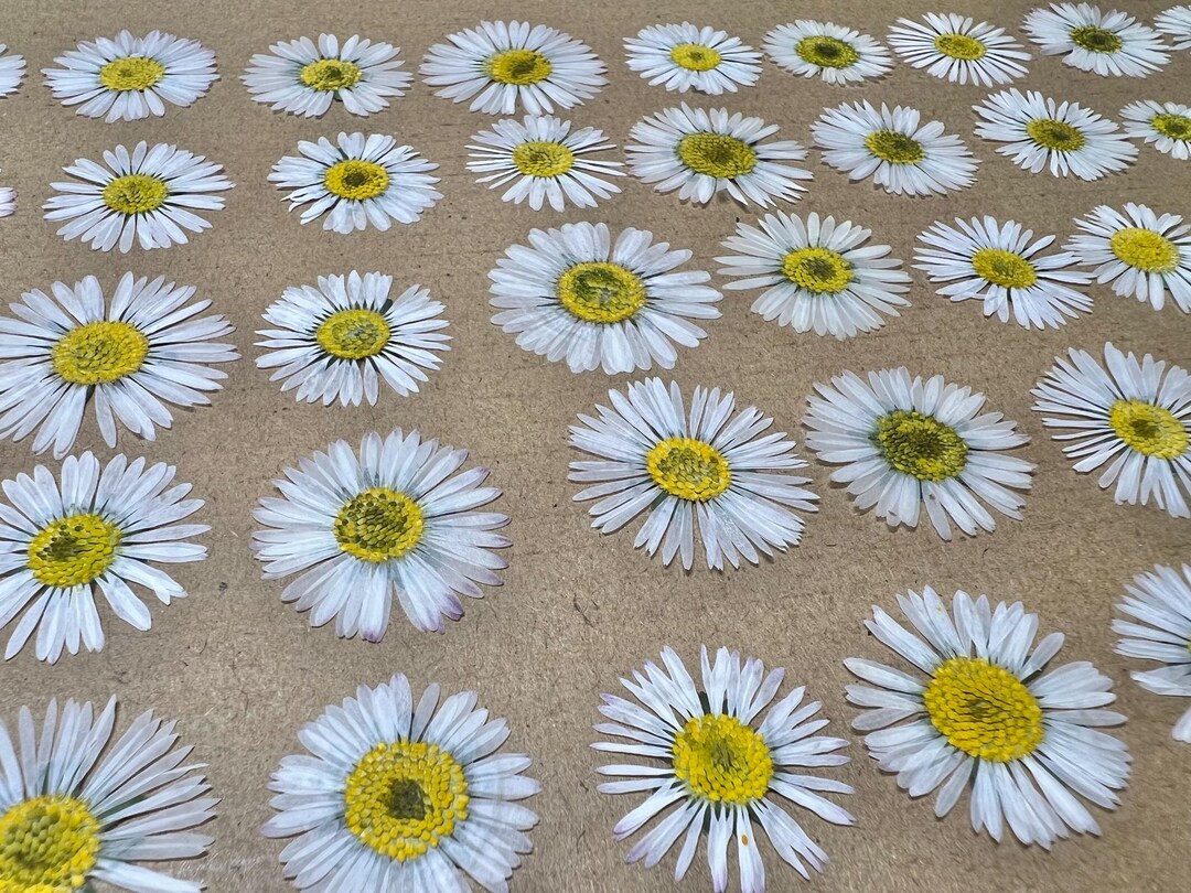 50 Pressed Daisies, Real White Flowers, Craft Supplies - Etsy