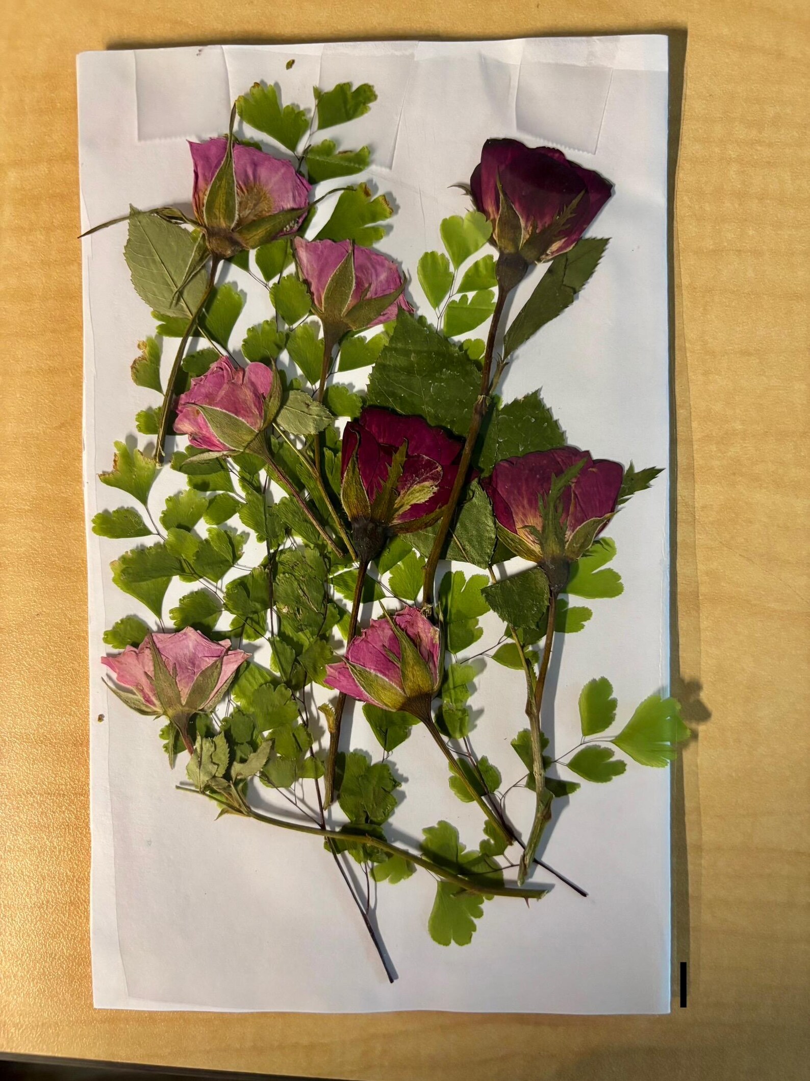 Assorted Dried Flowers, Real Pressed Flowers, Preserved Plants for Art ...