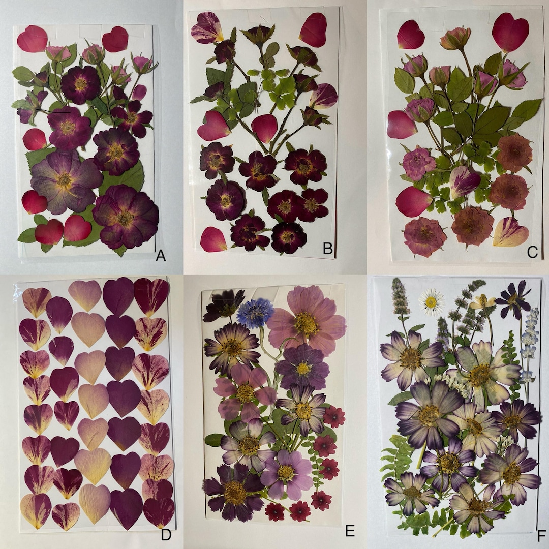 Assorted Dried Flowers, Real Pressed Flowers, Preserved Plants for Art ...
