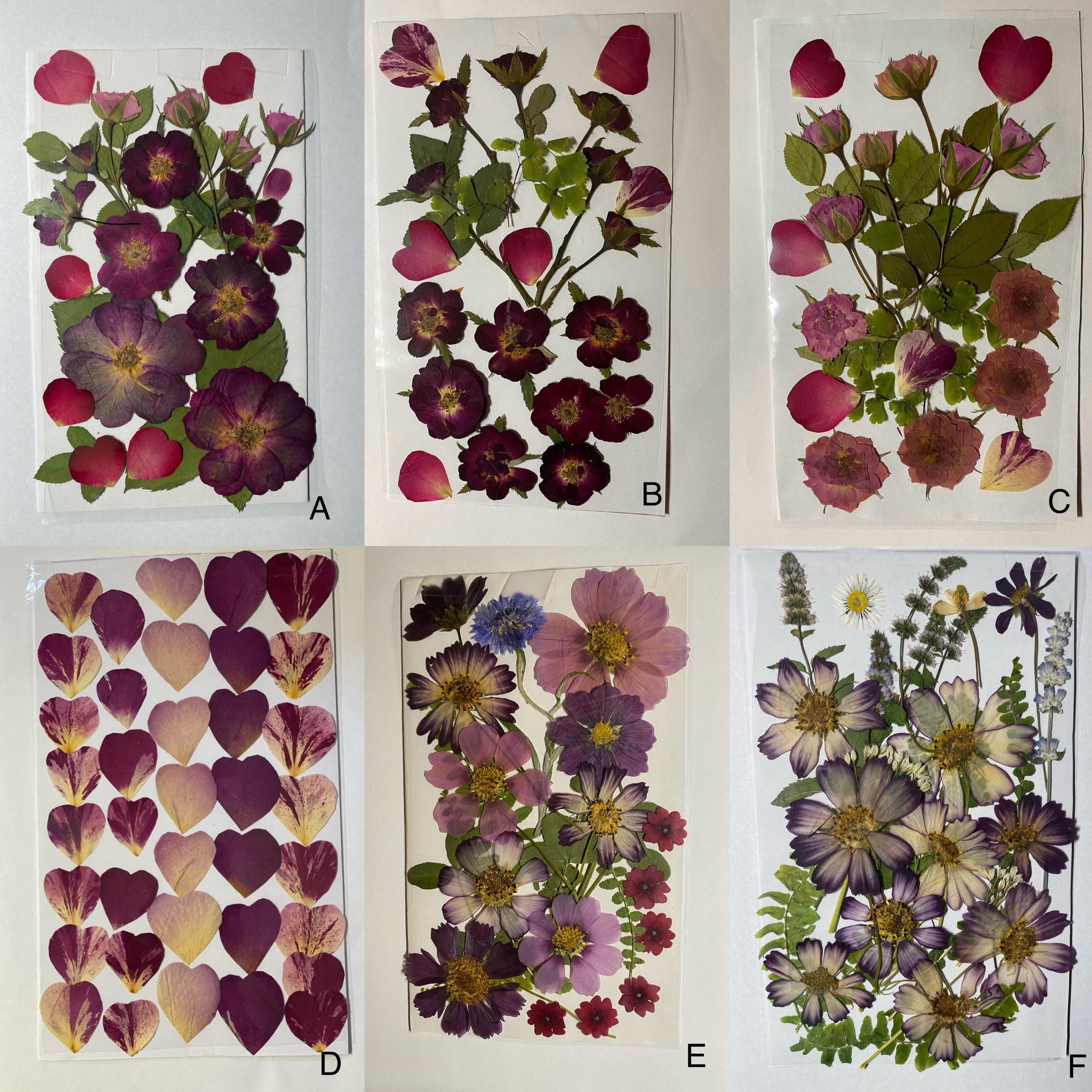 Assorted Dried Flowers, Real Pressed Flowers, Preserved Plants for Art ...