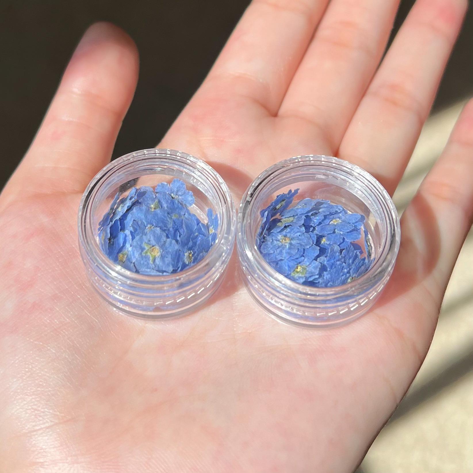 100 PCS Dried Forget Me Not Flowers, Real Pressed Flowers, Blue Chinese ...