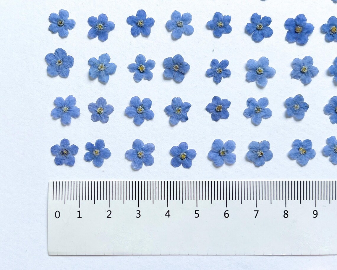 100 PCS Dried Forget Me Not Flowers, Real Pressed Flowers, Blue Chinese ...
