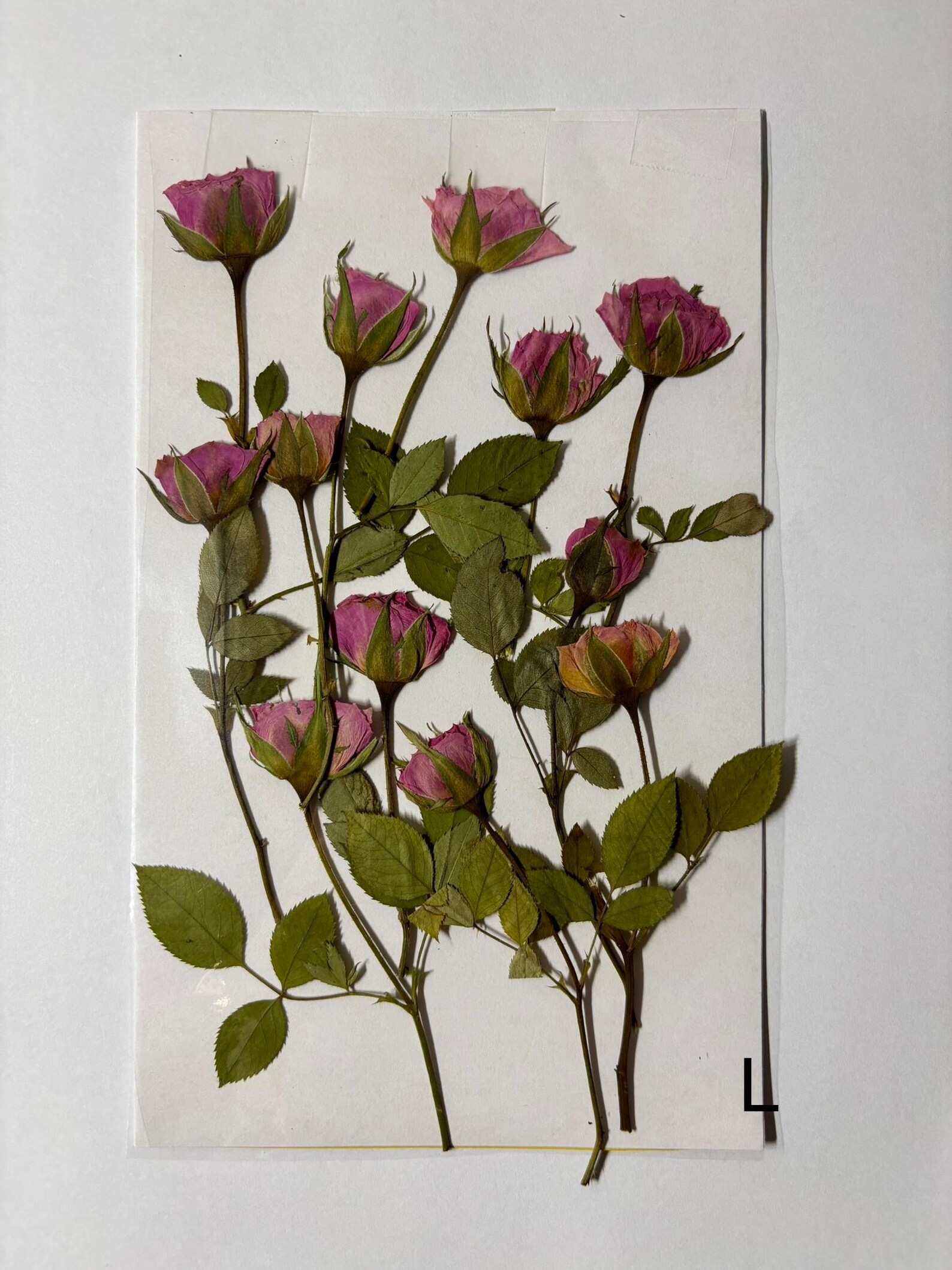 Assorted Dried Flowers, Real Pressed Flowers, Preserved Plants for Art ...