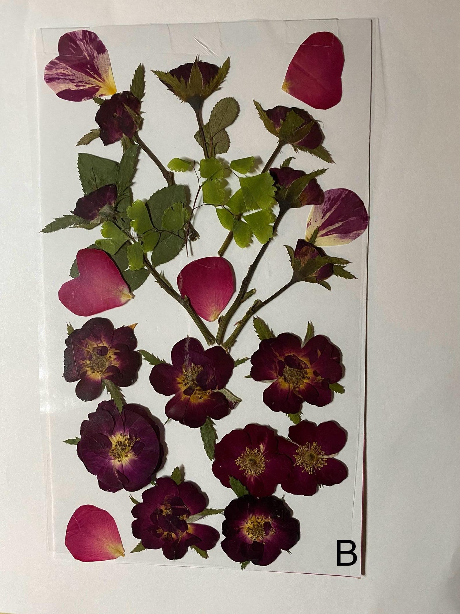Assorted Dried Flowers, Real Pressed Flowers, Preserved Plants for Art ...