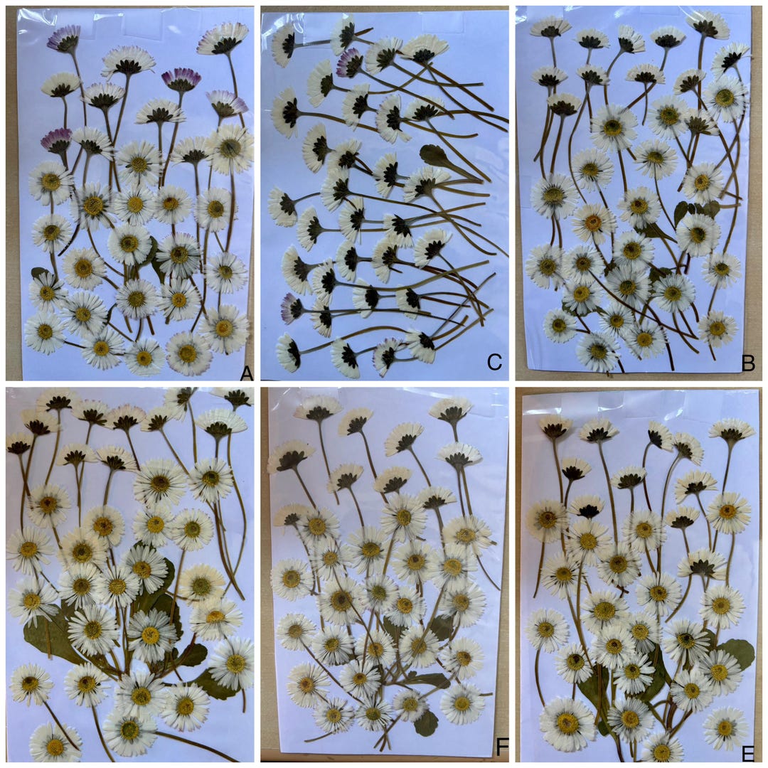 30 PCS Pressed White Daisies, Real Dried Flowers for Crafts, Assorted ...
