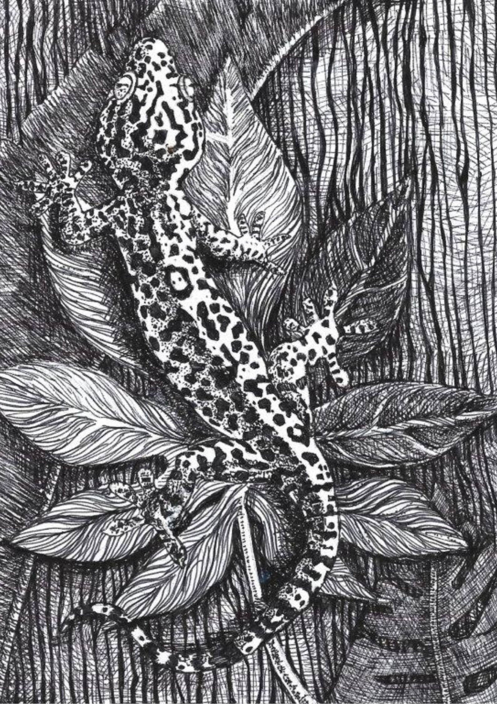 Elegant Original Hand-drawn Gecko in Pen and Ink - A3 Size (11.7 in X ...