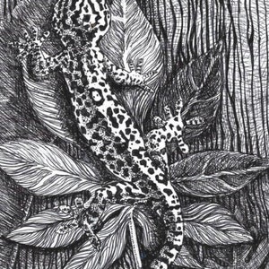 Elegant Original Hand-drawn Gecko in Pen and Ink - A3 Size (11.7 in X ...