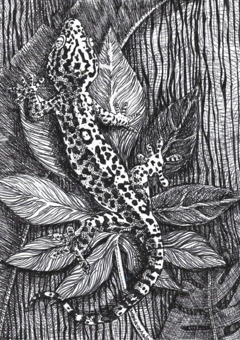 Elegant Original Hand-drawn Gecko in Pen and Ink - A3 Size (11.7 in X ...