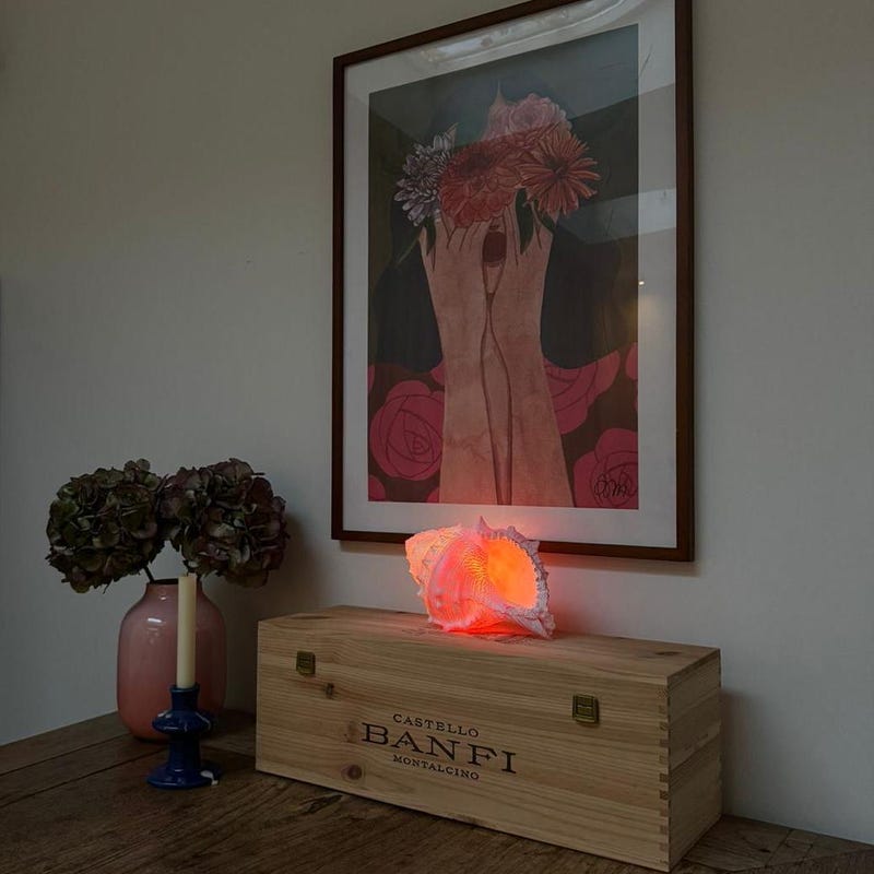 Conch Shell Lamp - Etsy