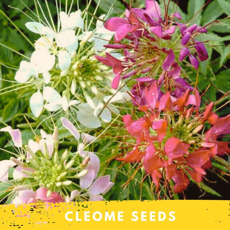 100 Mixed Color Cleome Seeds | Tall Spider Flower Blooms - Etsy