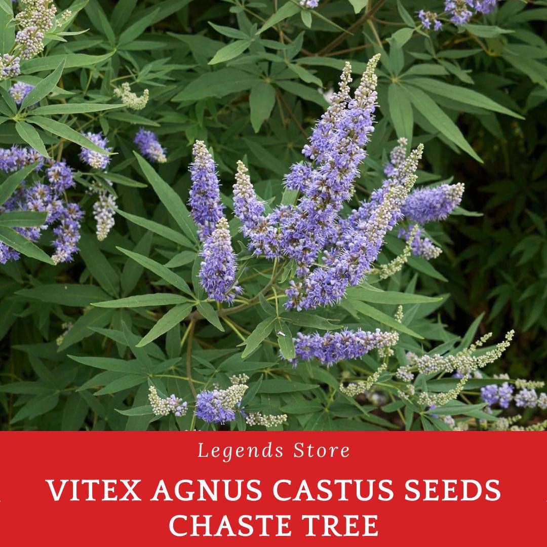 200 Vitex Agnus-castus Seeds – Chaste Tree – Ornamental Flowering Shrub ...