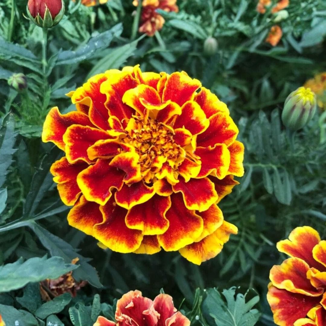 50 Marigold Colossus Bicolor Seeds | Red & Yellow Tagetes | Annual ...