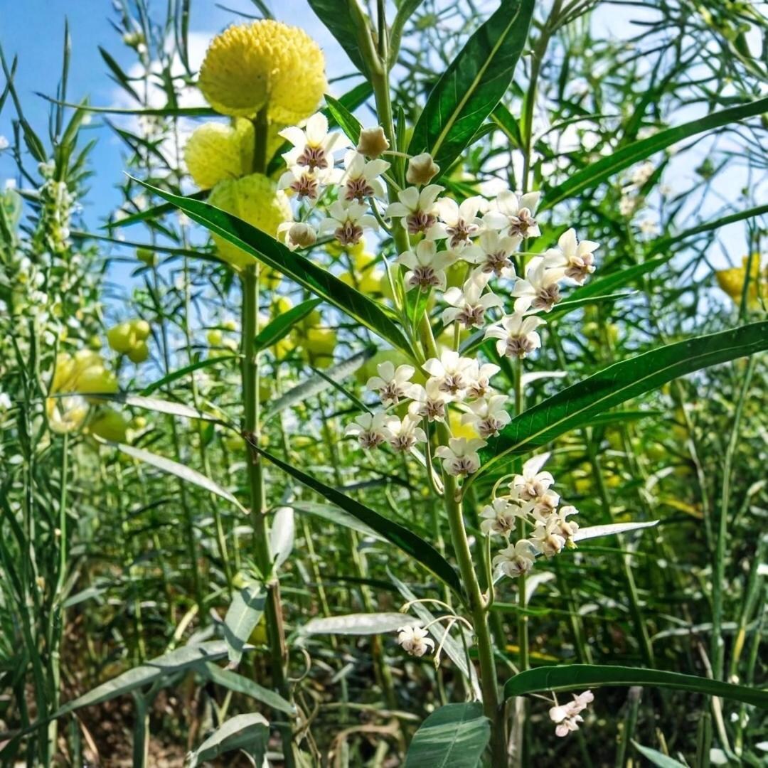 100 Swan Plant Seeds | Hairy Balls Balloon Plant, Monarch Host - Etsy