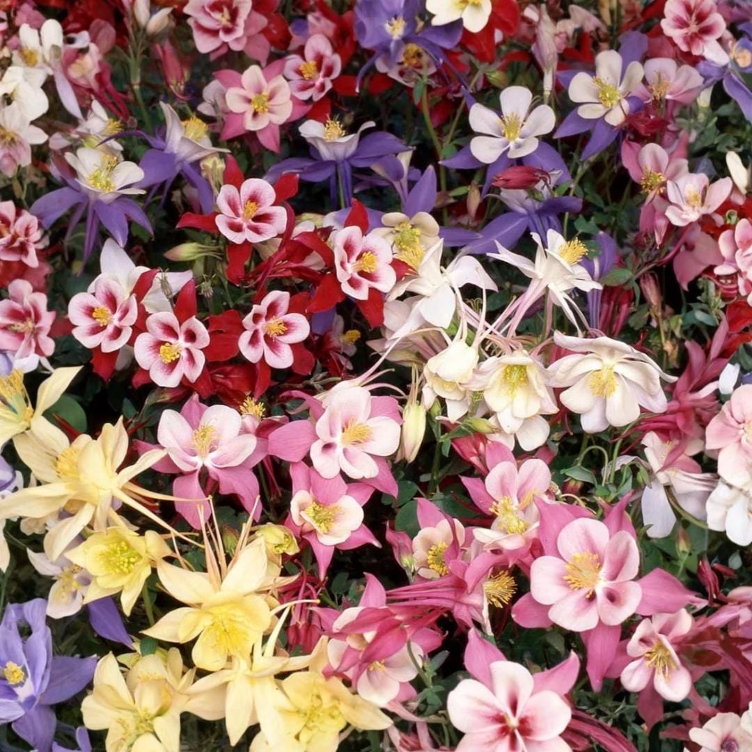 200+ Dwarf Columbine Seeds | Mixed Color Perennial Flowers | Aquilegia ...