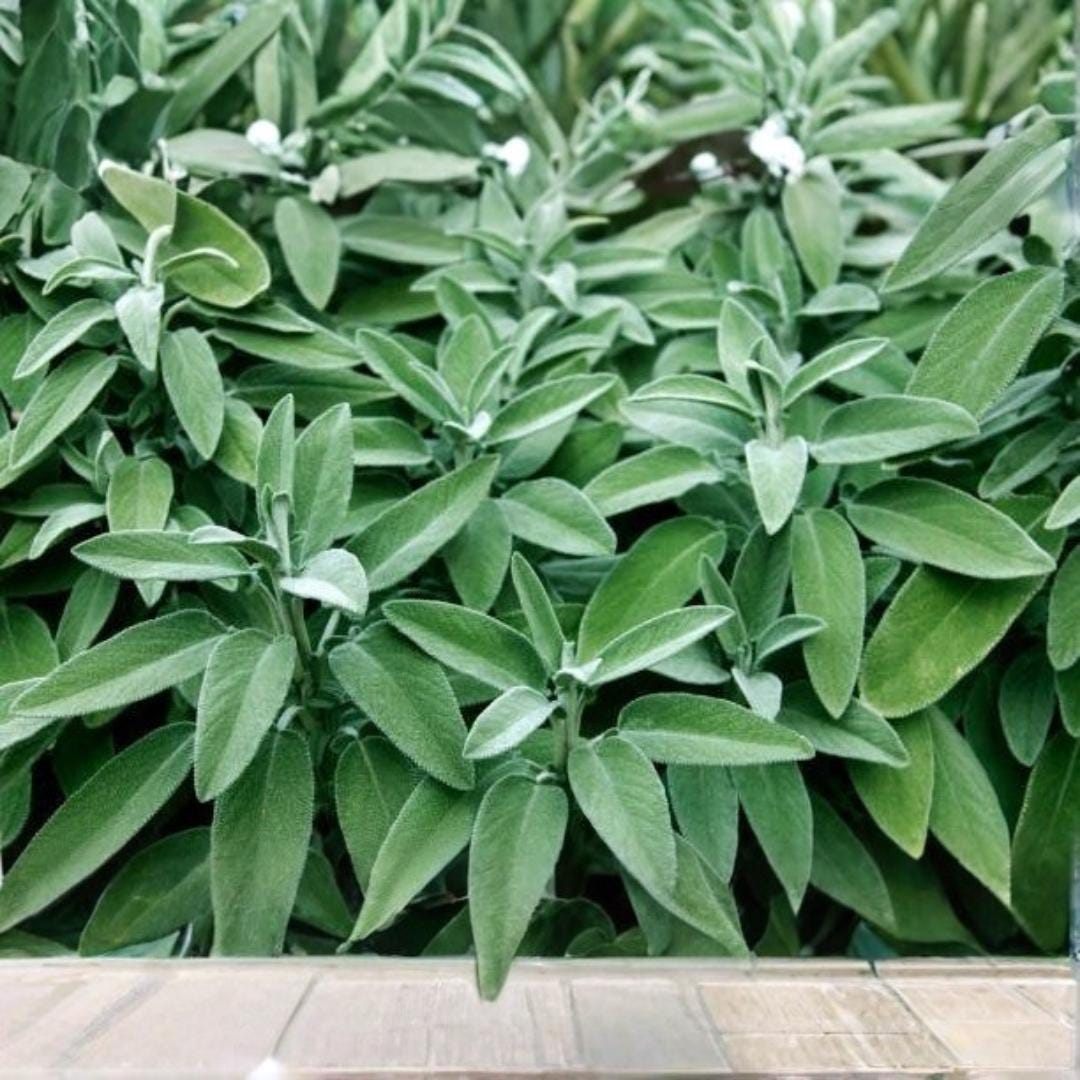 200 Prairie Sage Seeds | Heirloom Native Salvia | Non GMO Flowering ...