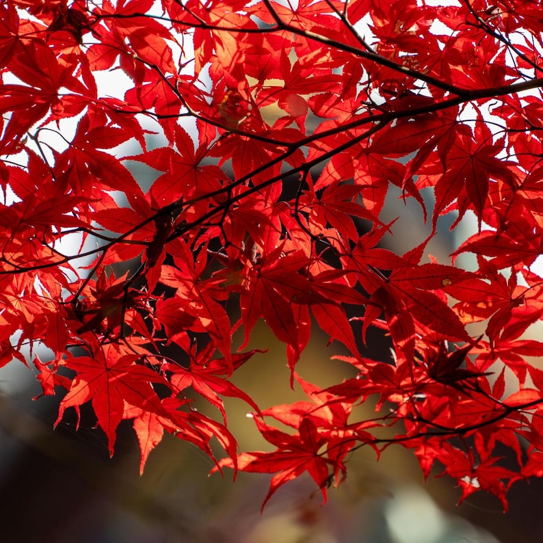 25+ Red Maple Tree Seeds | Acer Rubrum | Fast Growing Shade Tree ...