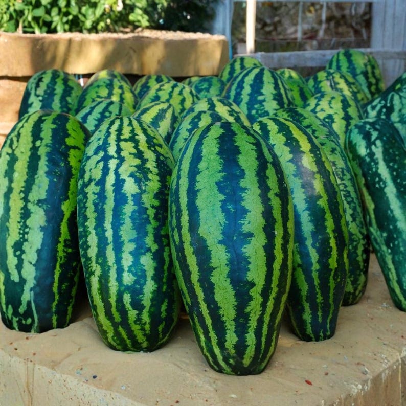 5 Giant Jubilee Watermelon Seeds | Heirloom Non-gmo | Sweet Red Fruit ...
