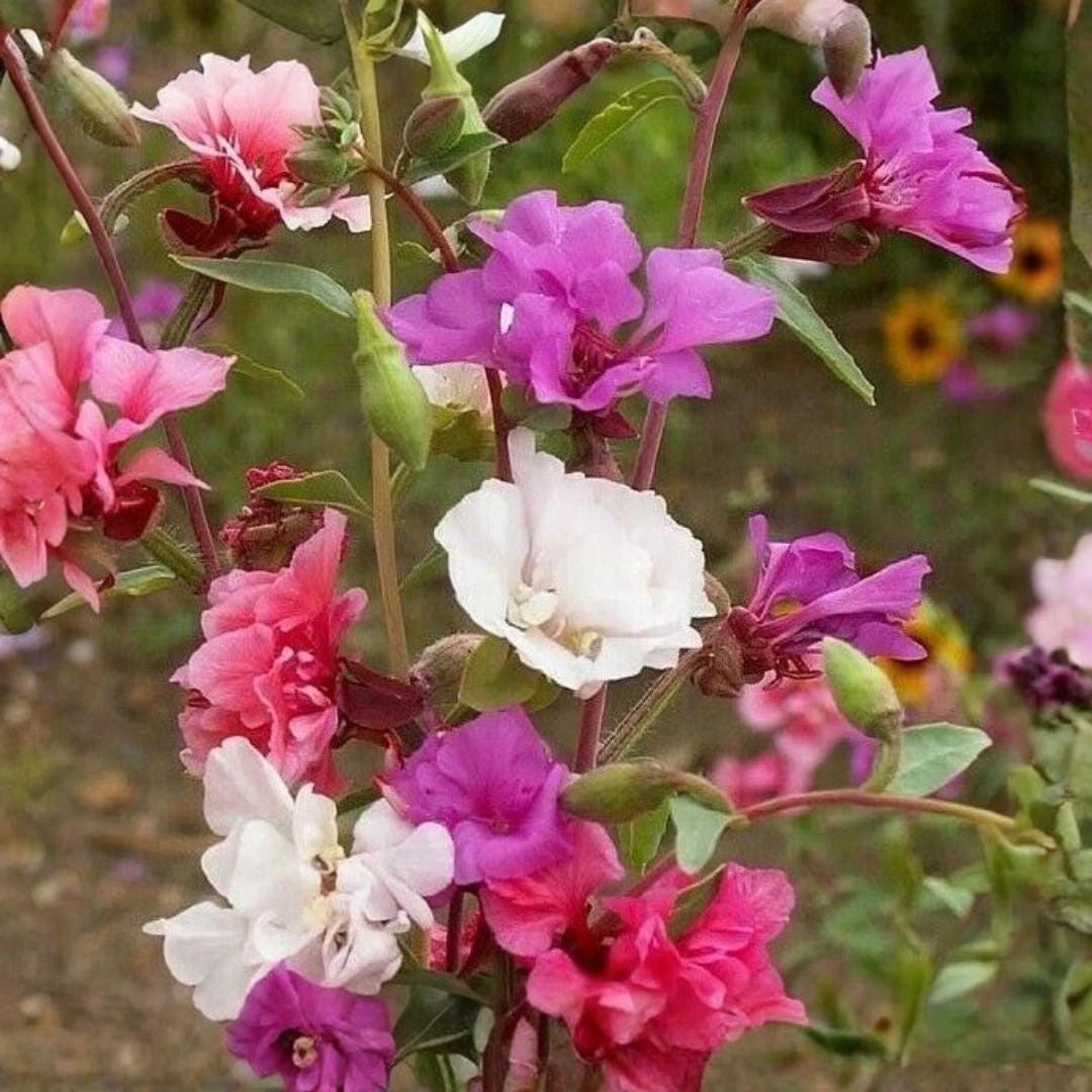 1000+ Clarkia Flower Seeds | Godetia Mixed Colors, Easy Grow - Etsy