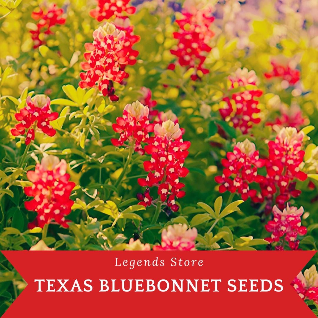 50 Maroon Red Texas Bluebonnet Seeds: Rare Heirloom Wildflower - Etsy