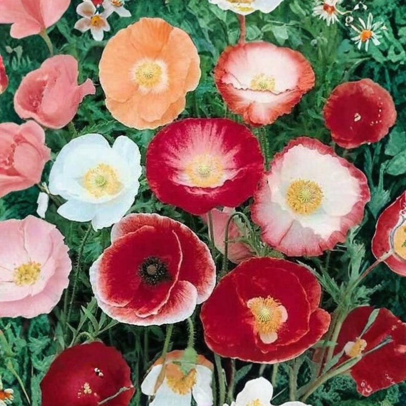 1000+ Double Shirley Poppy Seeds | Mixed Colors Ruffled Blooms - Etsy