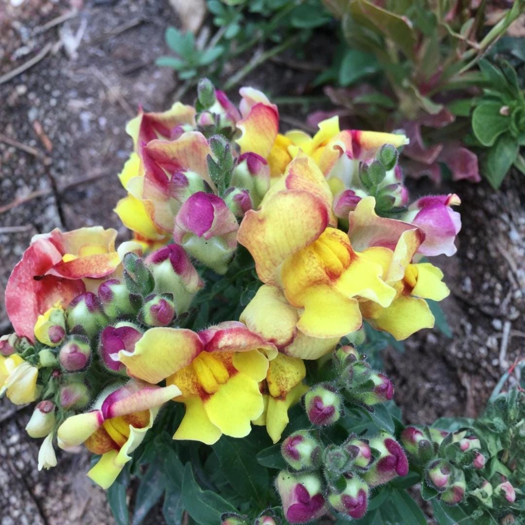 300 Dwarf Snapdragon Seeds | Yellow & Red Antirrhinum | Annual Flower ...