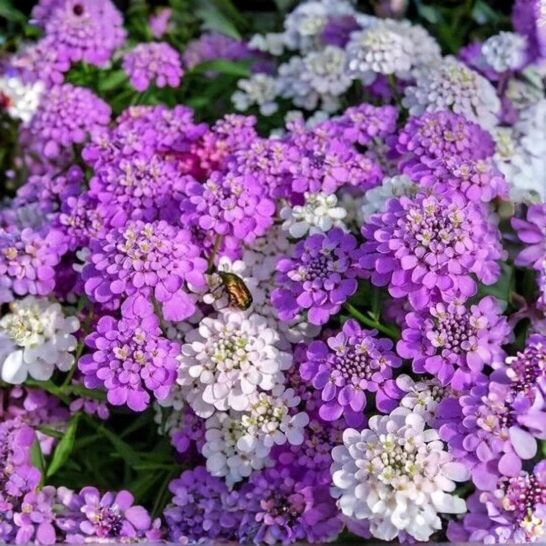 Candytuft Seeds | Iberis, Pink & White Globe Flower Mix - Etsy