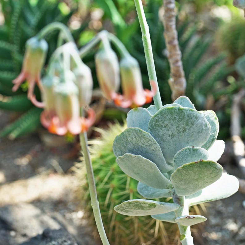 25 Cotyledon Pendens Seeds | Rare Succulent Seeds | Trailing Cliff ...