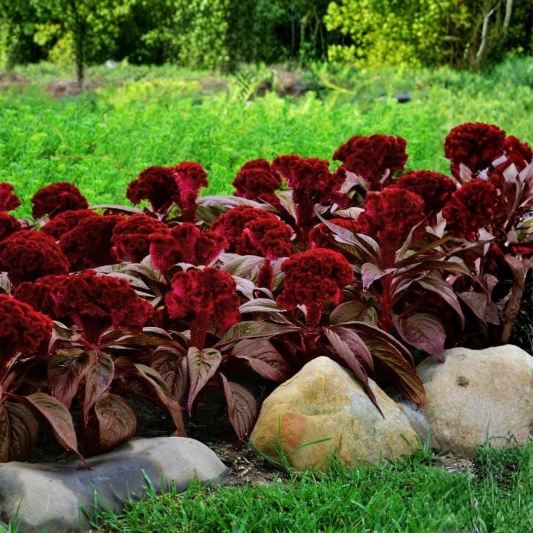 Red Raven Celosia Seeds | Organic Dwarf Plume Flowers, USA Grown - Etsy