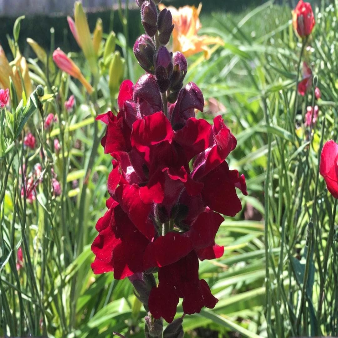 300 Dark Red Velvet Snapdragon Seeds | Organic Antirrhinum Majus ...