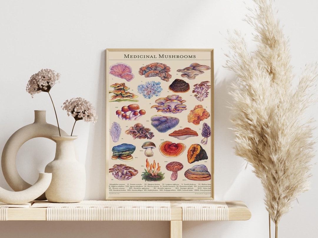 MEDICINAL MUSHROOMS Digital Download, Printable Montessori Toddler Room ...