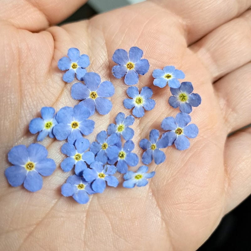 Dried Forget Me Not - Etsy