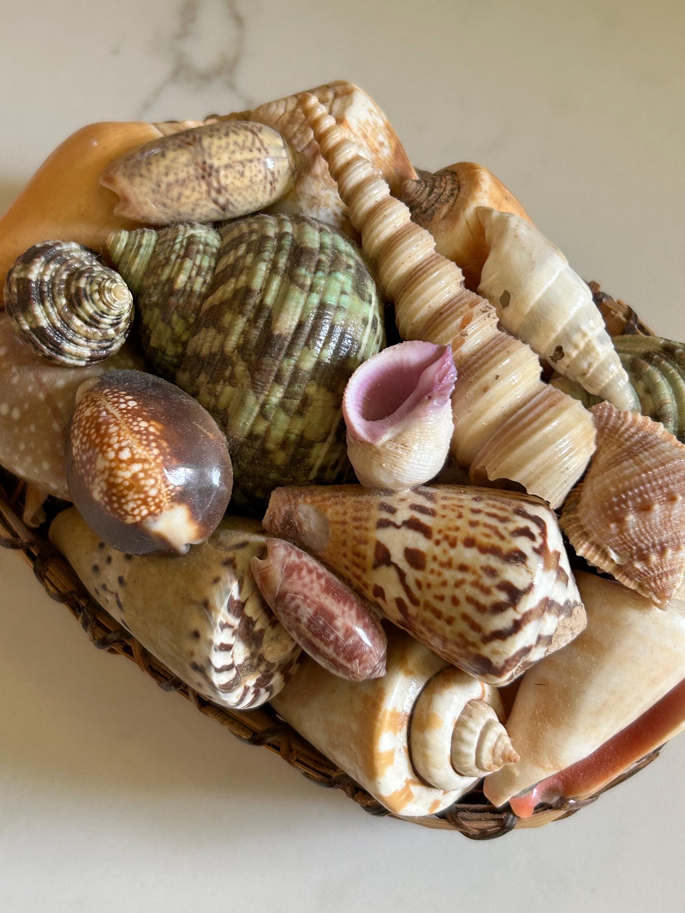 Vintage Victorian French Style Coastal Shell Seashell Decor Maximalist ...